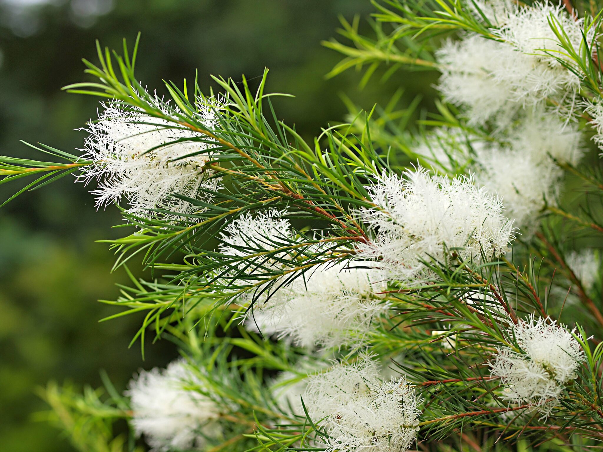 繊細な葉・純白の花がまさに「清潔」、ティーツリーメディカル – 野菜苗・植物苗の通販│人気の家庭菜園 苗のセレクト通販【ITANSE】