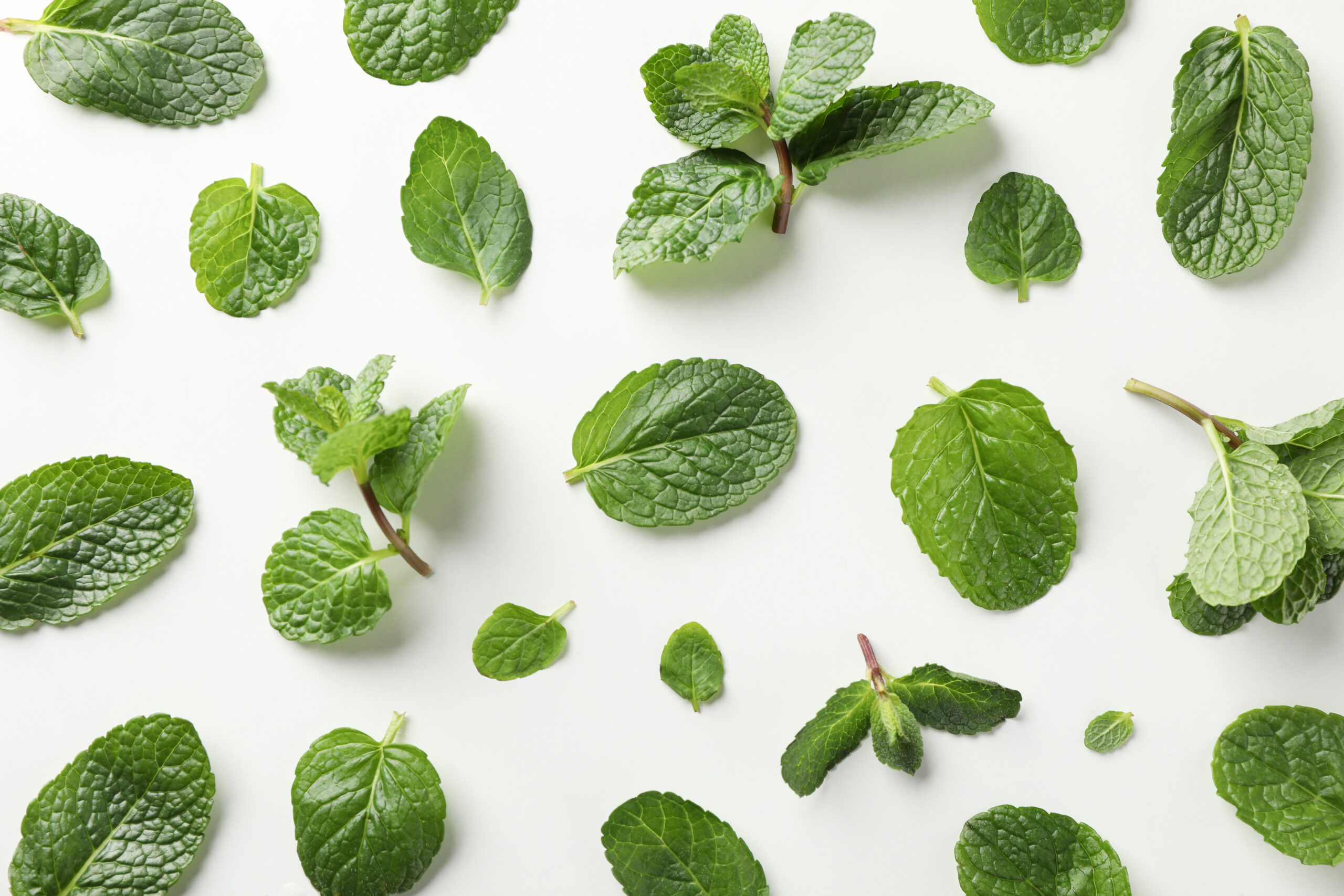 初心者必見！育てやすい人気ハーブ5選とその活用法 – 野菜苗・植物苗の通販│人気の家庭菜園 苗のセレクト通販【ITANSE】