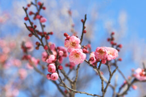 新年を彩る縁起物！梅・松・竹が持つ意味とは – 野菜苗・植物苗の通販│人気の家庭菜園 苗のセレクト通販【ITANSE】