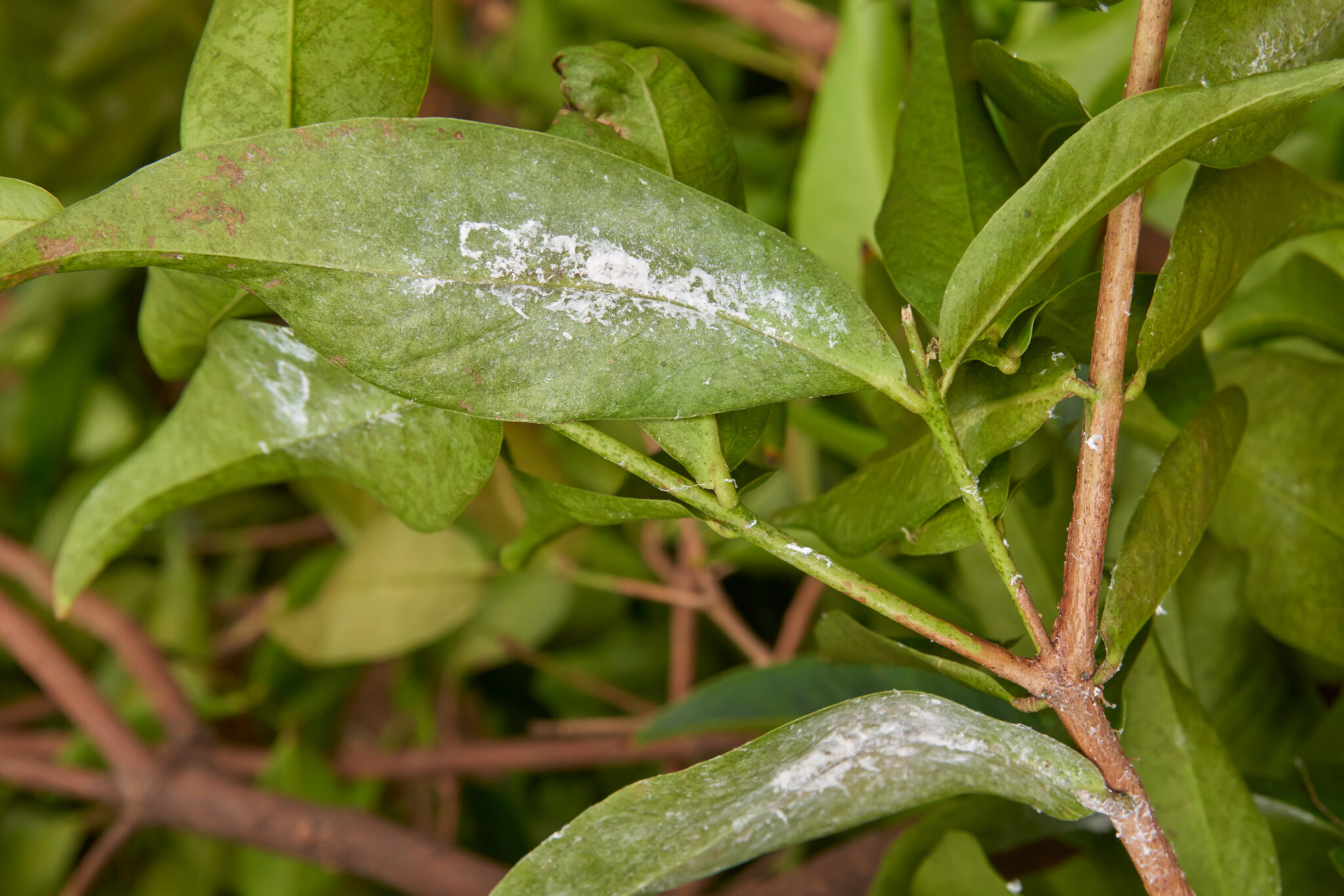 早めの対策がポイント！柑橘類を傷つける害虫を防ぐ方法 – 野菜苗・植物苗の通販│人気の家庭菜園 苗のセレクト通販【ITANSE】