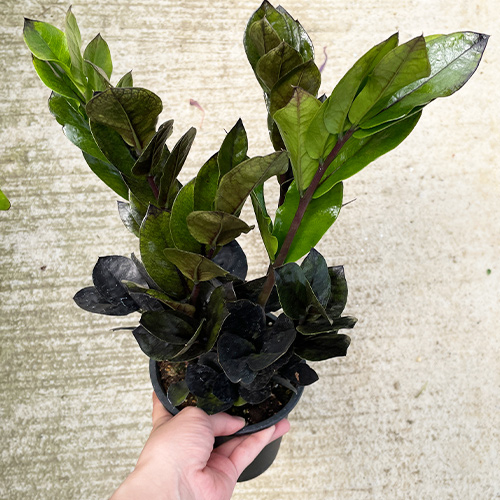 2025年5月1週目】再入荷のお知らせ – 野菜苗・植物苗の通販 2025年5月1週目】再入荷のお知らせ – 野菜苗・植物苗の通販